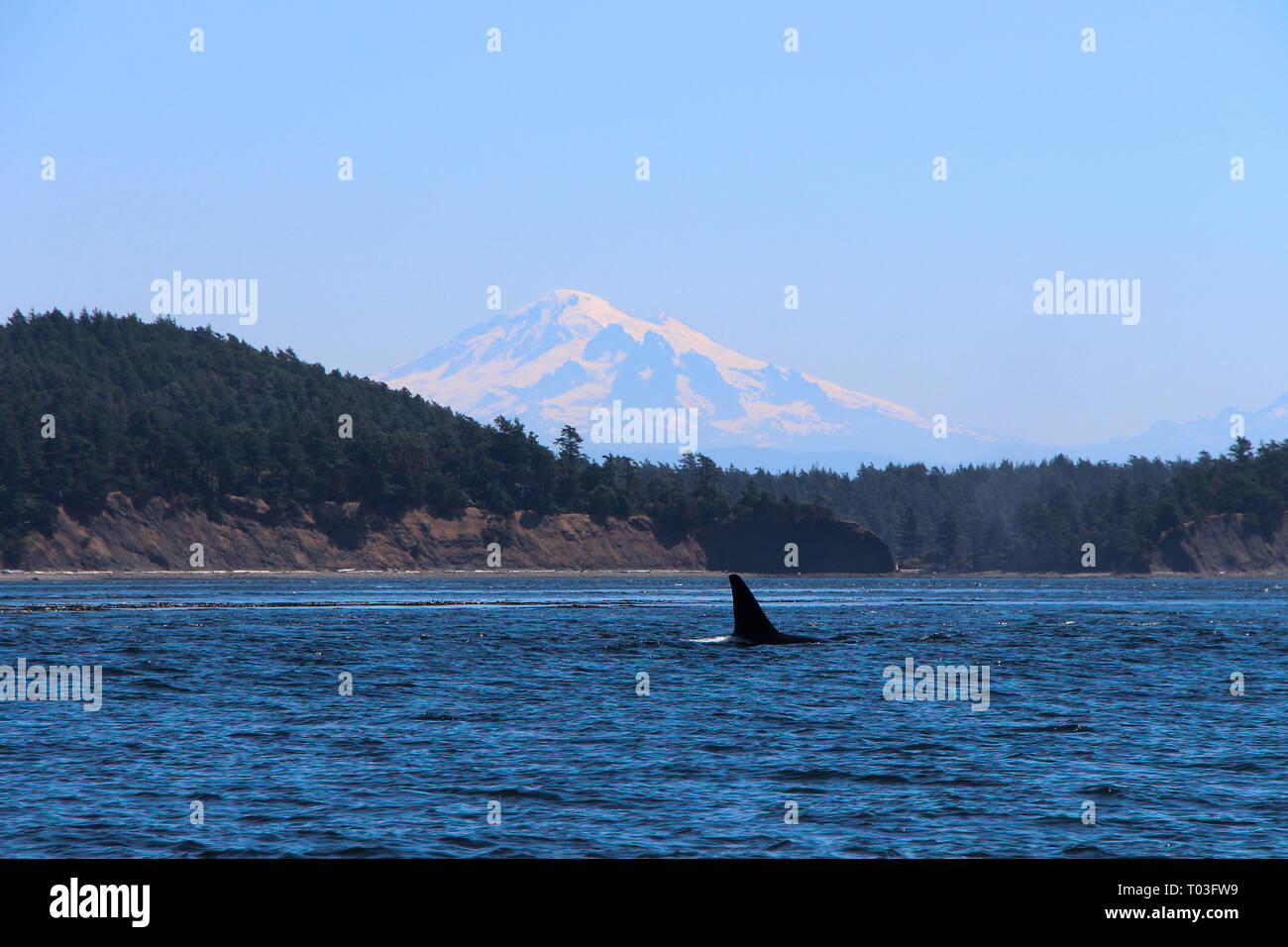 Whales spoting at the orca island washington Stock Photo - Alamy
