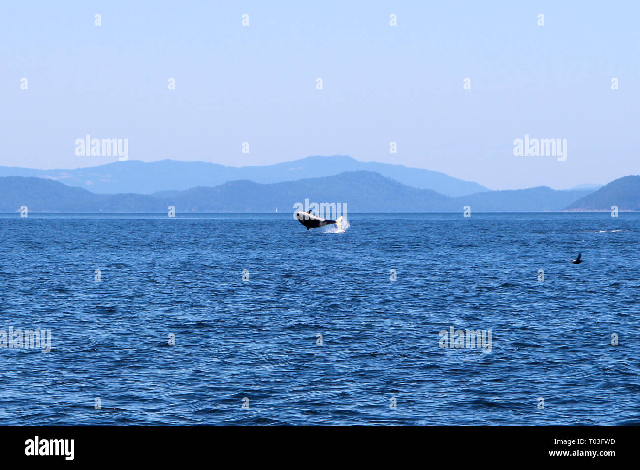 Whales spoting at the orca island washington Stock Photo - Alamy
