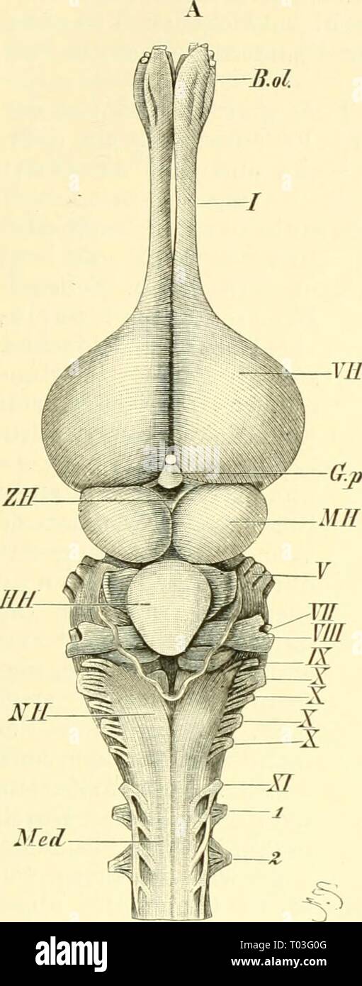 Tilien hi-res stock photography and images - Alamy