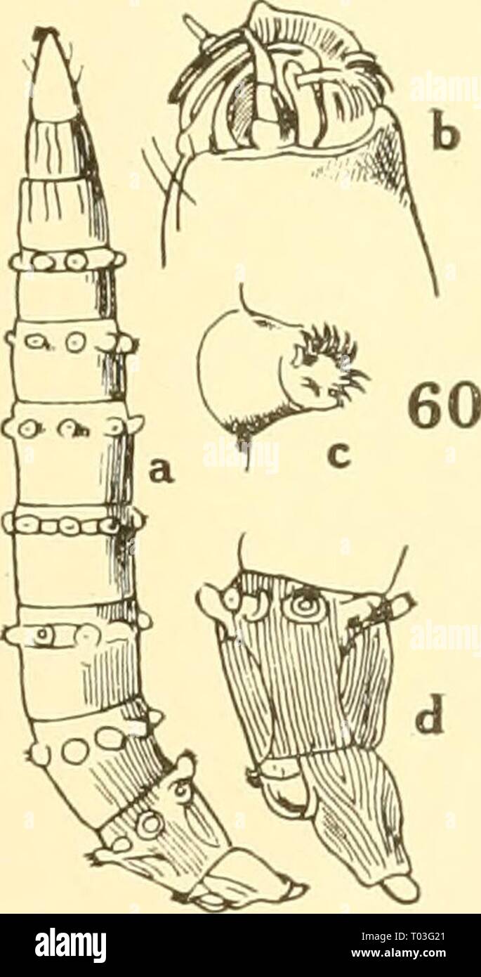 The early stages of Tabanid (horse-flies) by Werner Marchand, PH. D ...