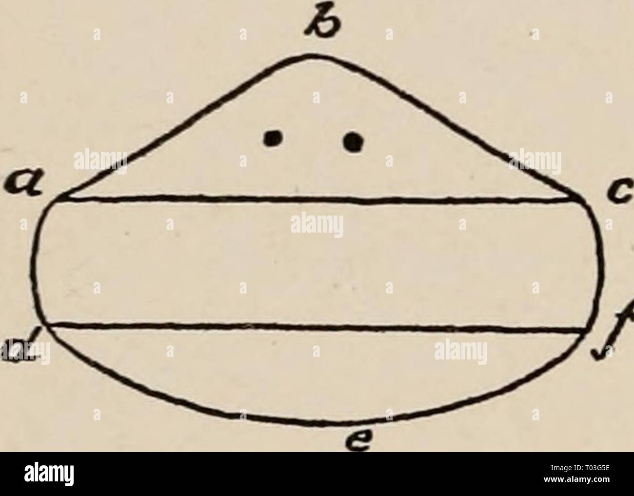 Morphogenic hi-res stock photography and images - Alamy