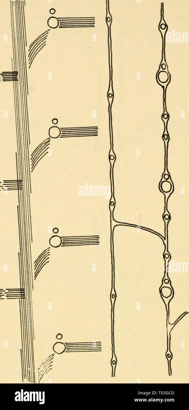 Electron-microscopic structure of protozoa . electronmicrosco00pite ...