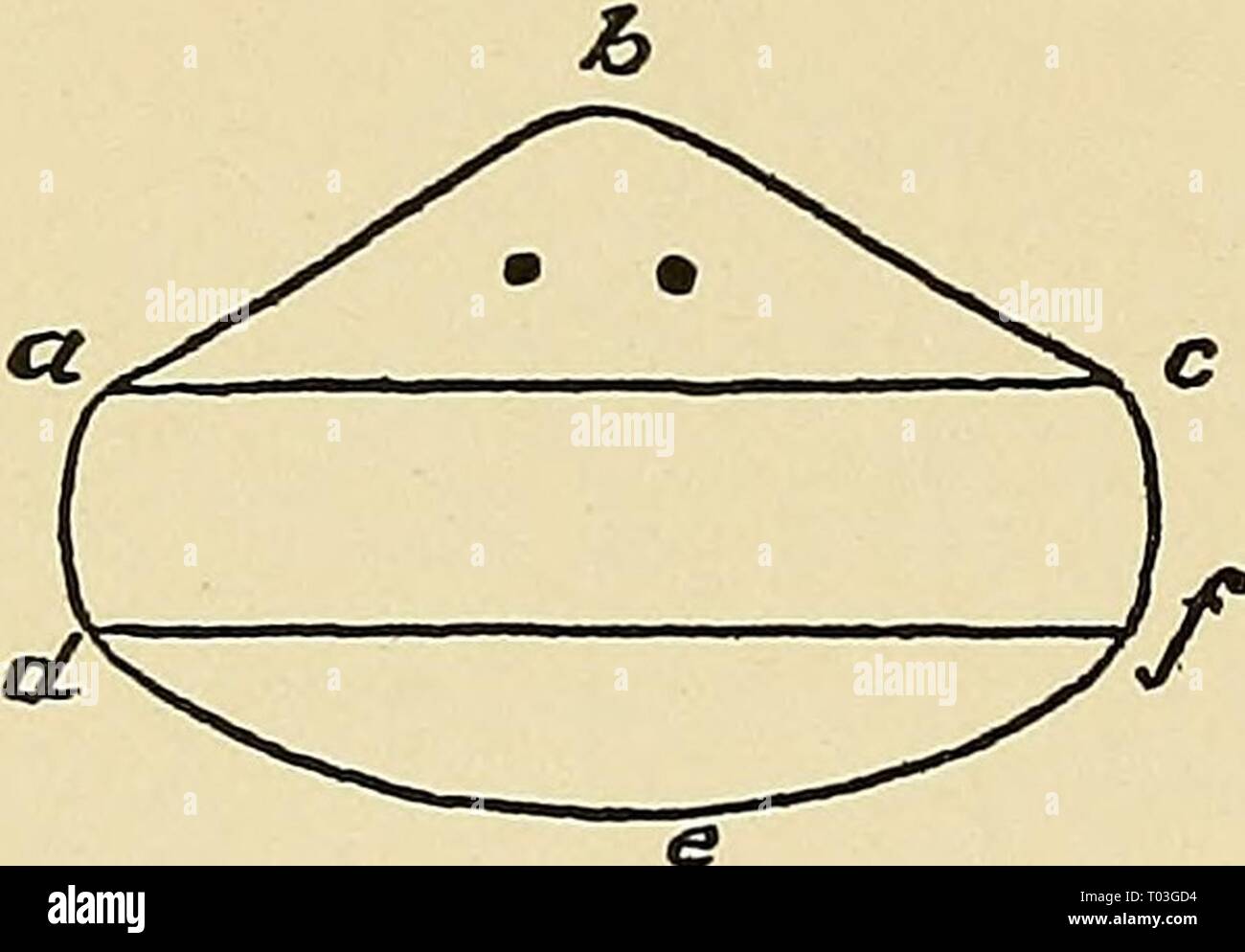 Morphogenic hi-res stock photography and images - Alamy