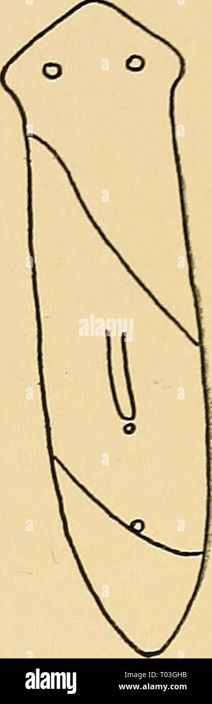 Pulled Figs High Resolution Stock Photography and Images - Alamy