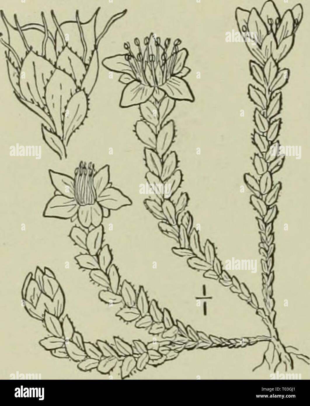 Purple saxifrage illustration hi-res stock photography and images - Alamy