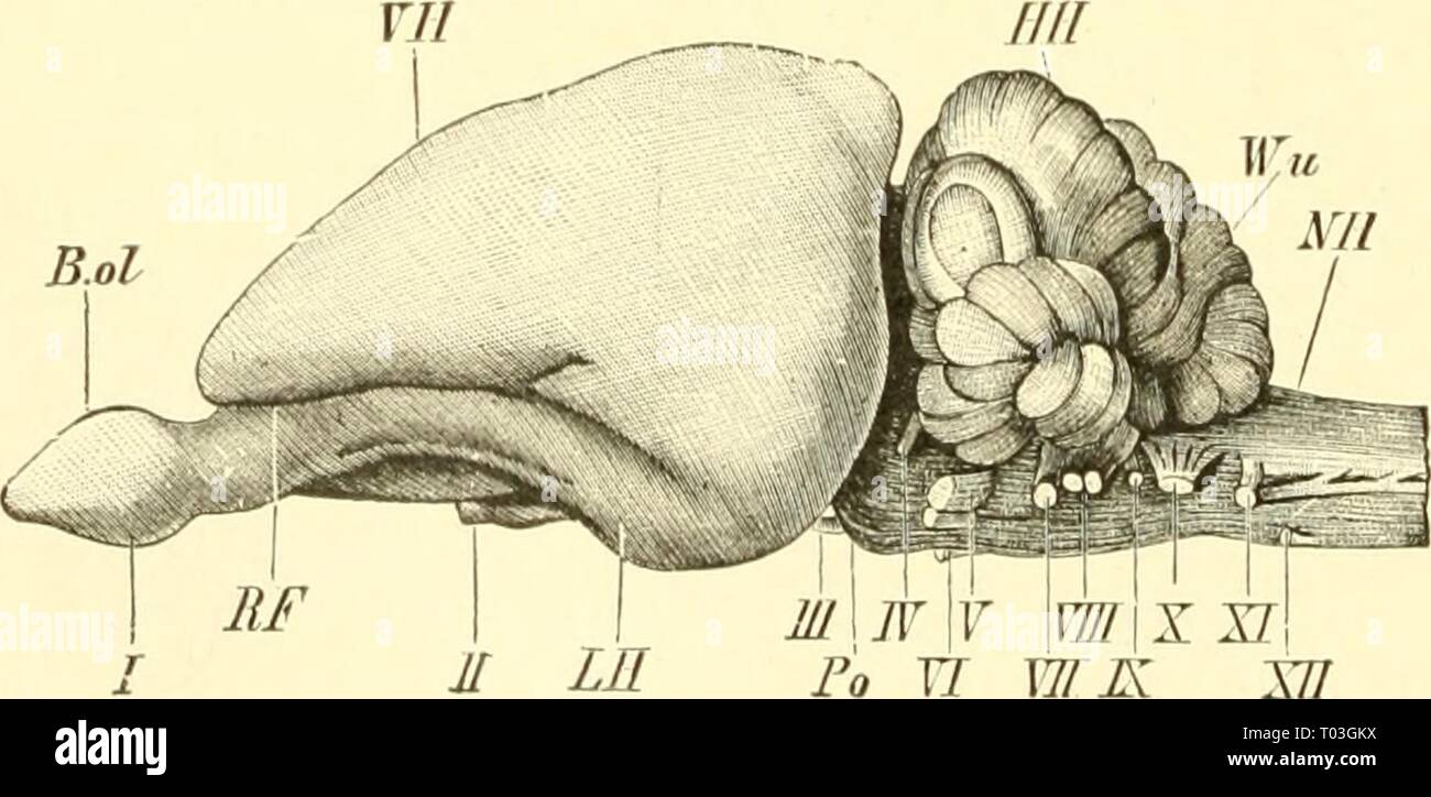 Bulbus cerebri hi-res stock photography and images - Alamy
