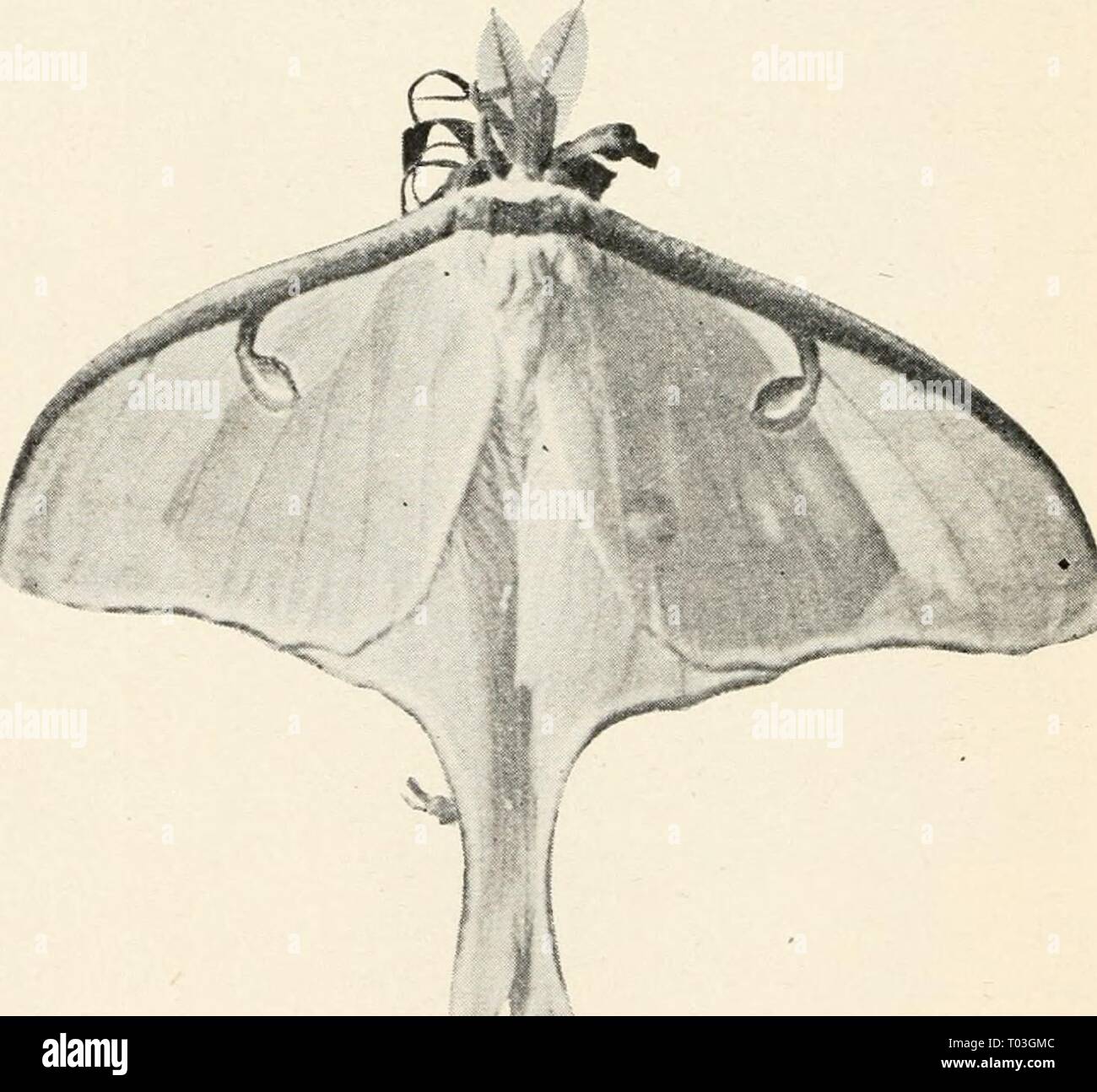 Promethea moth hi-res stock photography and images - Alamy