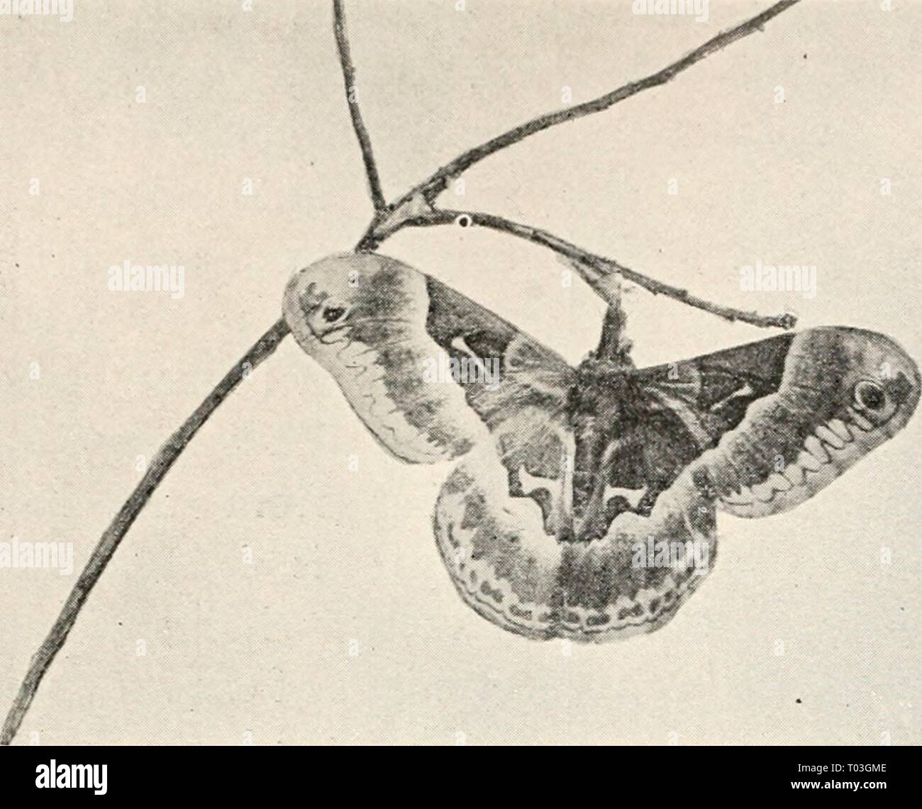 Elementary entomology . elementaryentomo00sand Year: [c1912] 2l6 ...