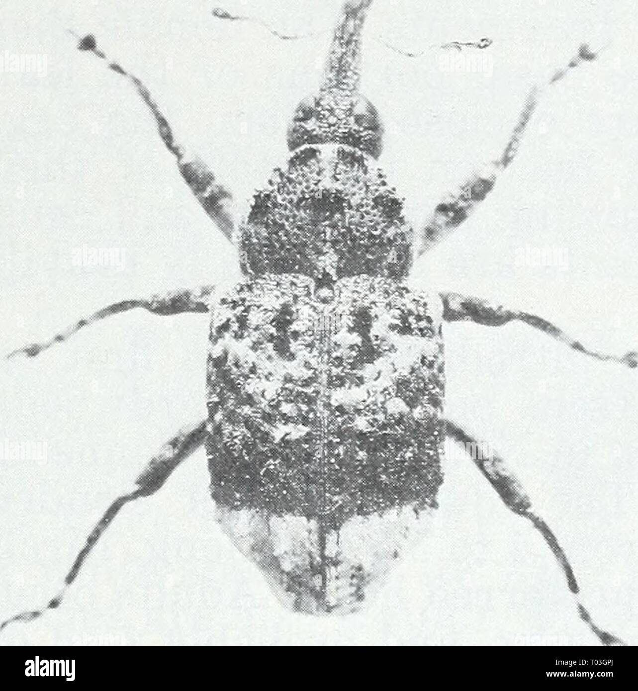 Eastern forest insects (1972 Stock Photo - Alamy