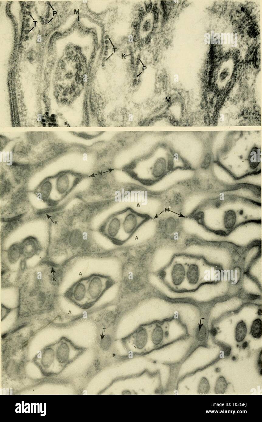 Electron-microscopic structure of protozoa . electronmicrosco00pite ...