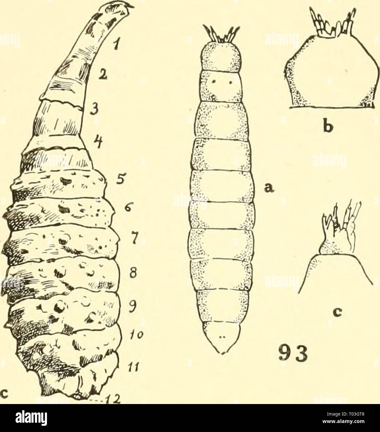 The early stages of Tabanid (horse-flies) by Werner Marchand, PH. D ...