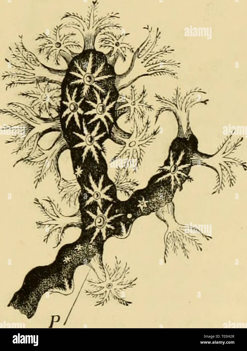 Elementary text-book of zoology, general part and special part ...