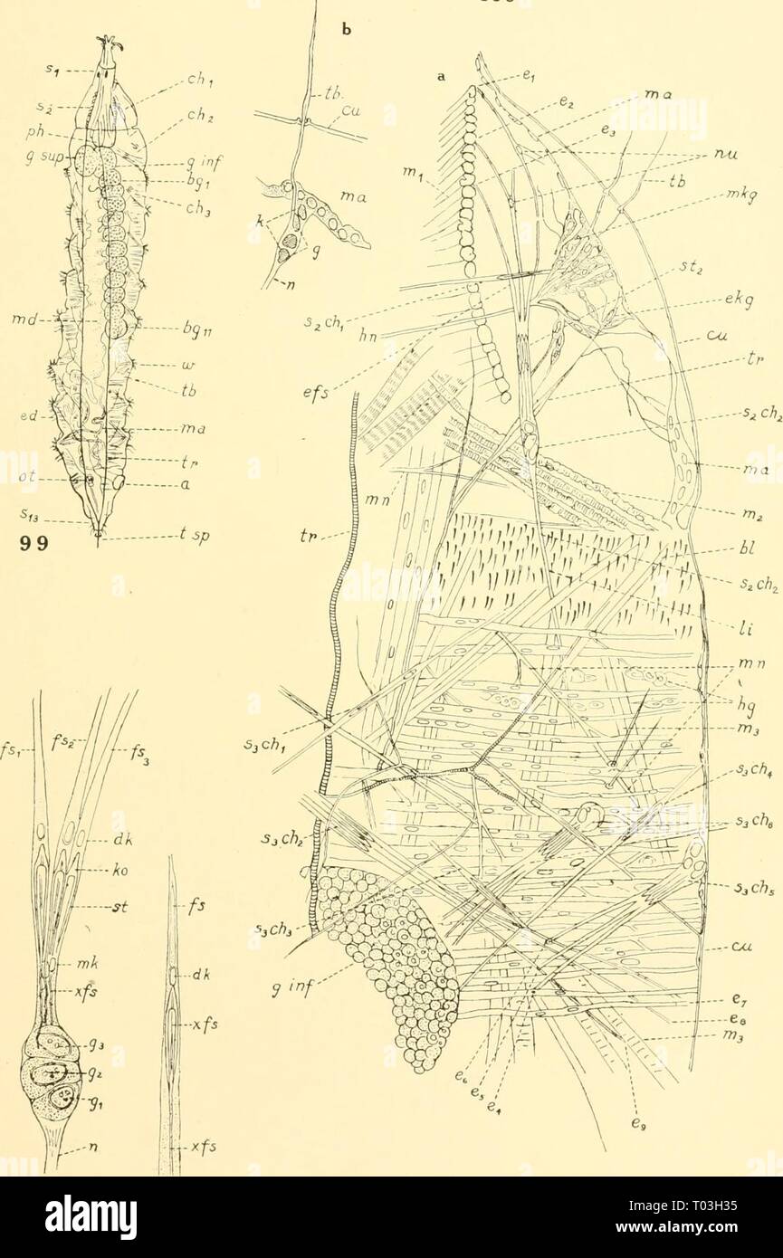 The early stages of Tabanid (horse-flies) by Werner Marchand, PH. D . earlystagesoftab00marc ...