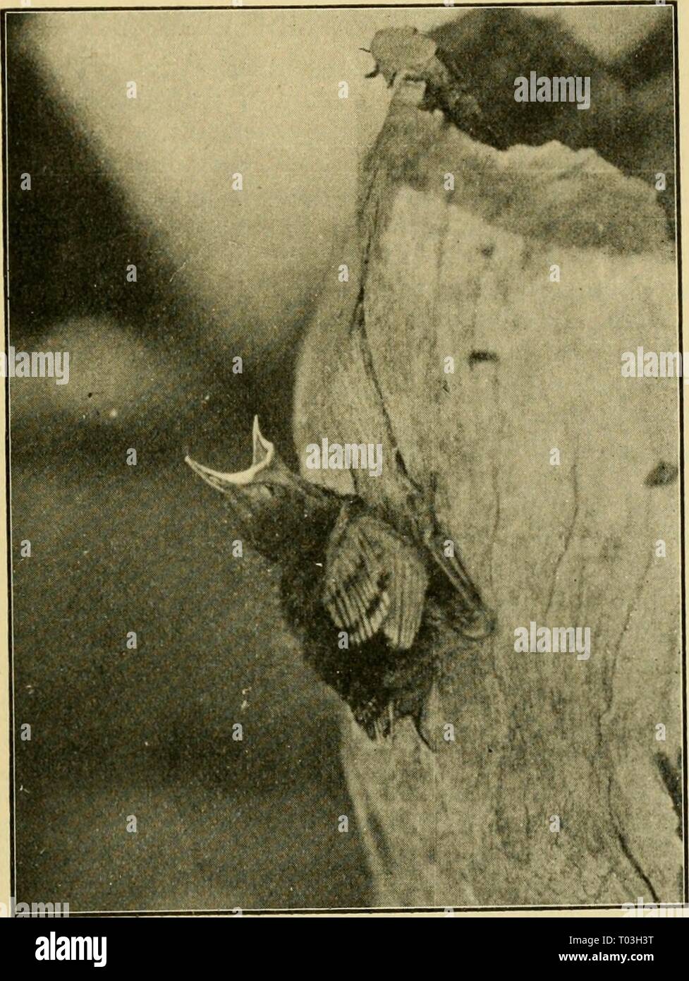 Greater wing coverts hi-res stock photography and images - Alamy