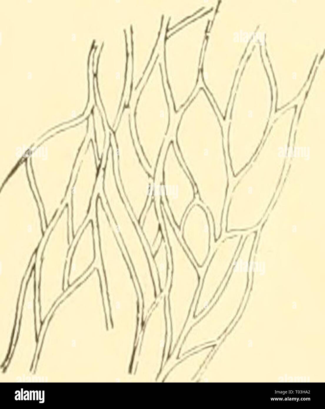 The early stages of Tabanid (horse-flies) by Werner Marchand, PH. D ...