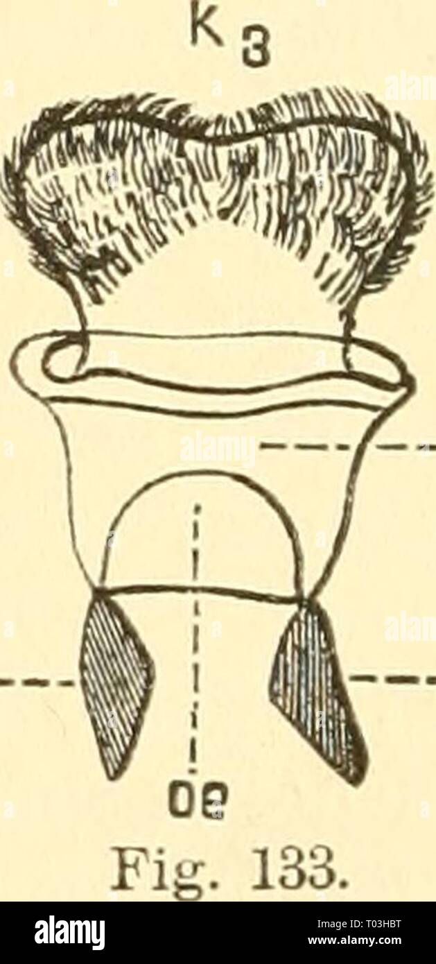 Z oe z hi-res stock photography and images - Alamy