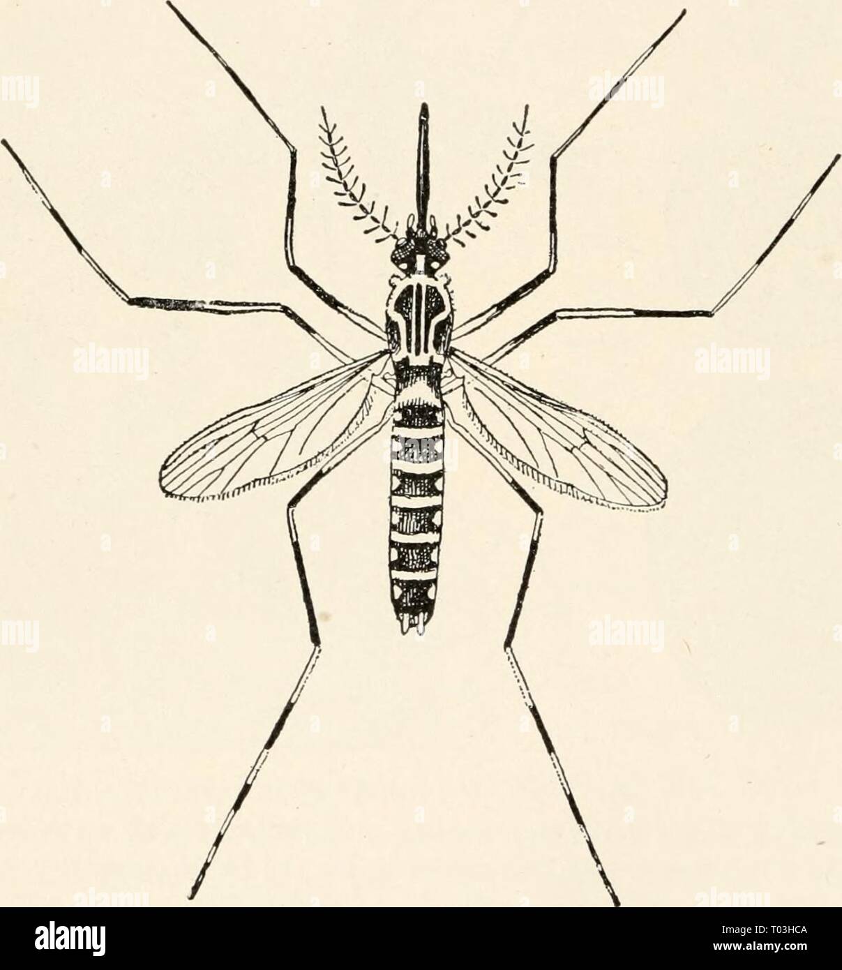 Elementary entomology . elementaryentomo00sand Year: [c1912] FIG. 350 ...