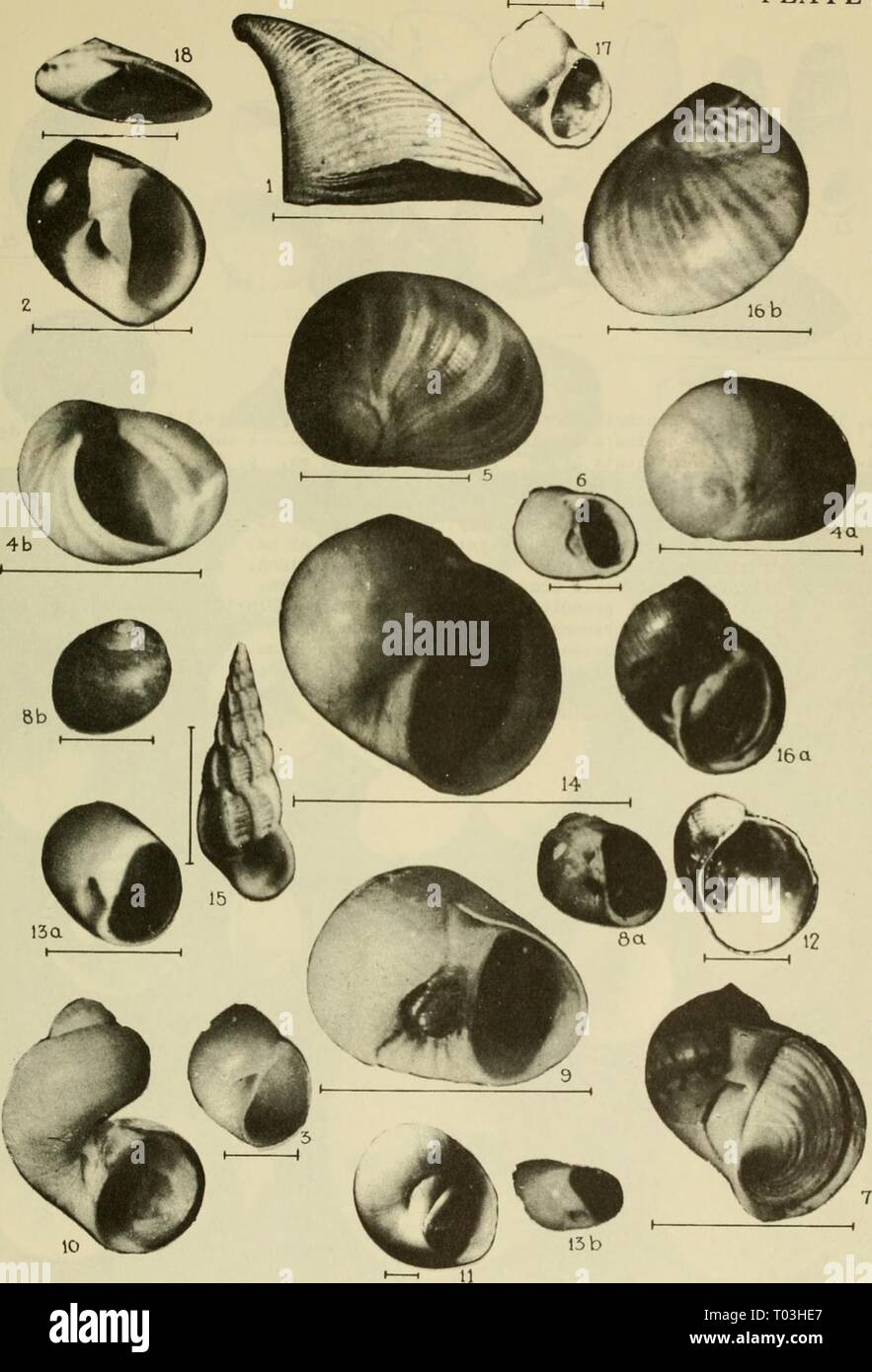 East coast marine shells Stock Photo - Alamy