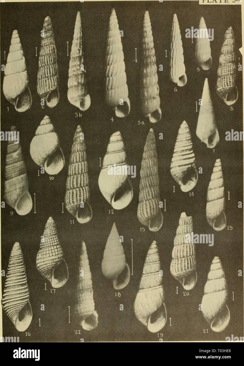 East coast marine shells; descriptions Stock Photo - Alamy