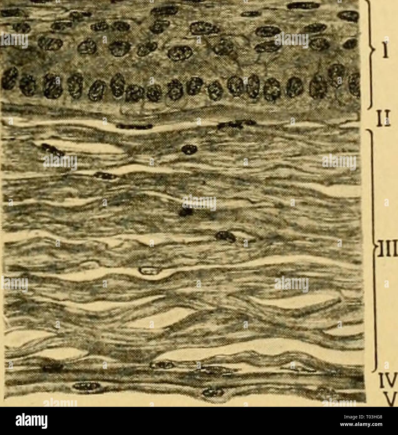 The effects of inanition and Stock Photo - Alamy