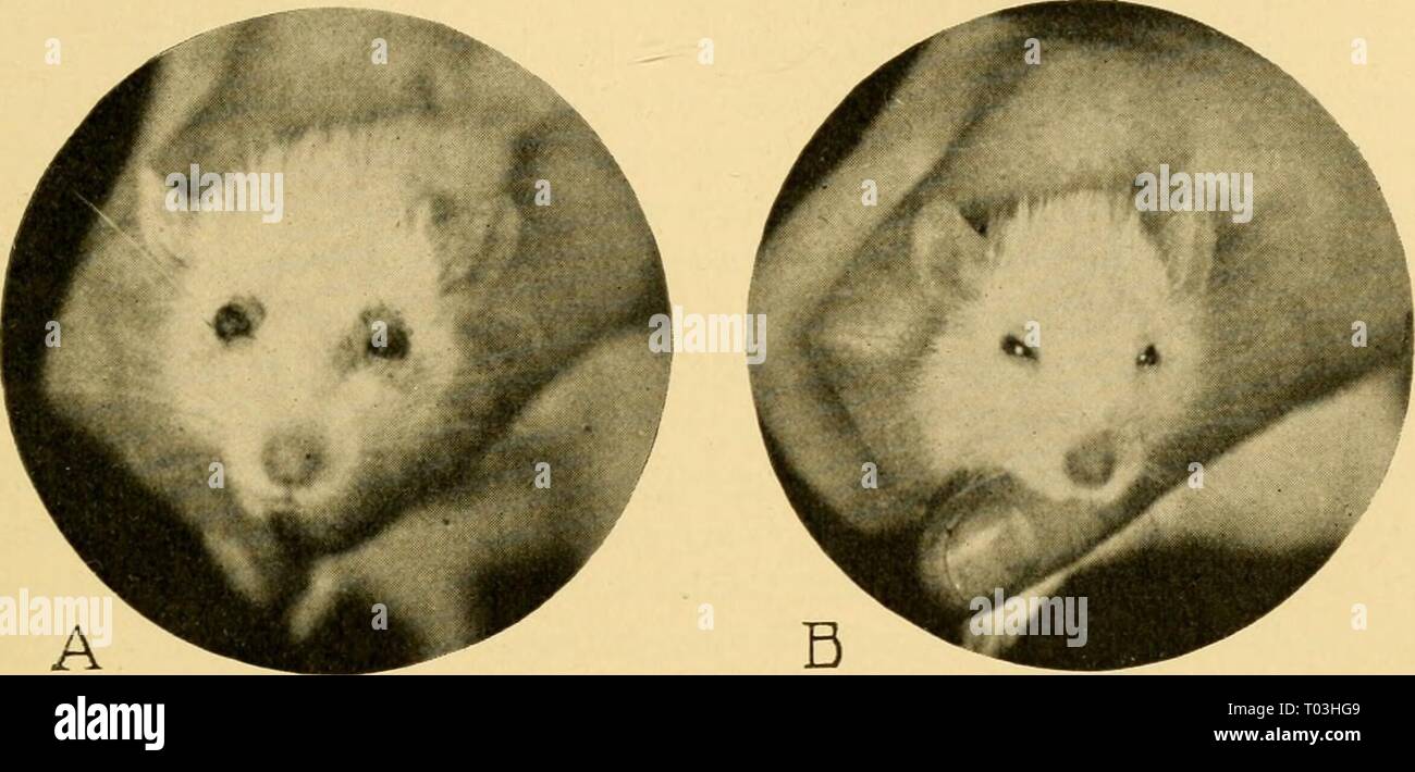 The effects of inanition and Stock Photo - Alamy