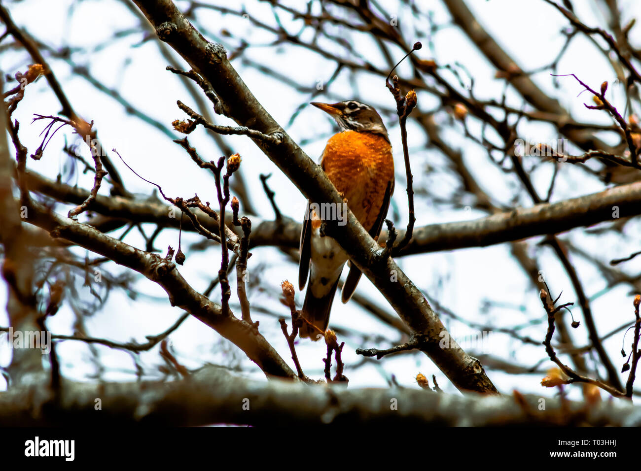 Alone bird robin hi-res stock photography and images - Alamy