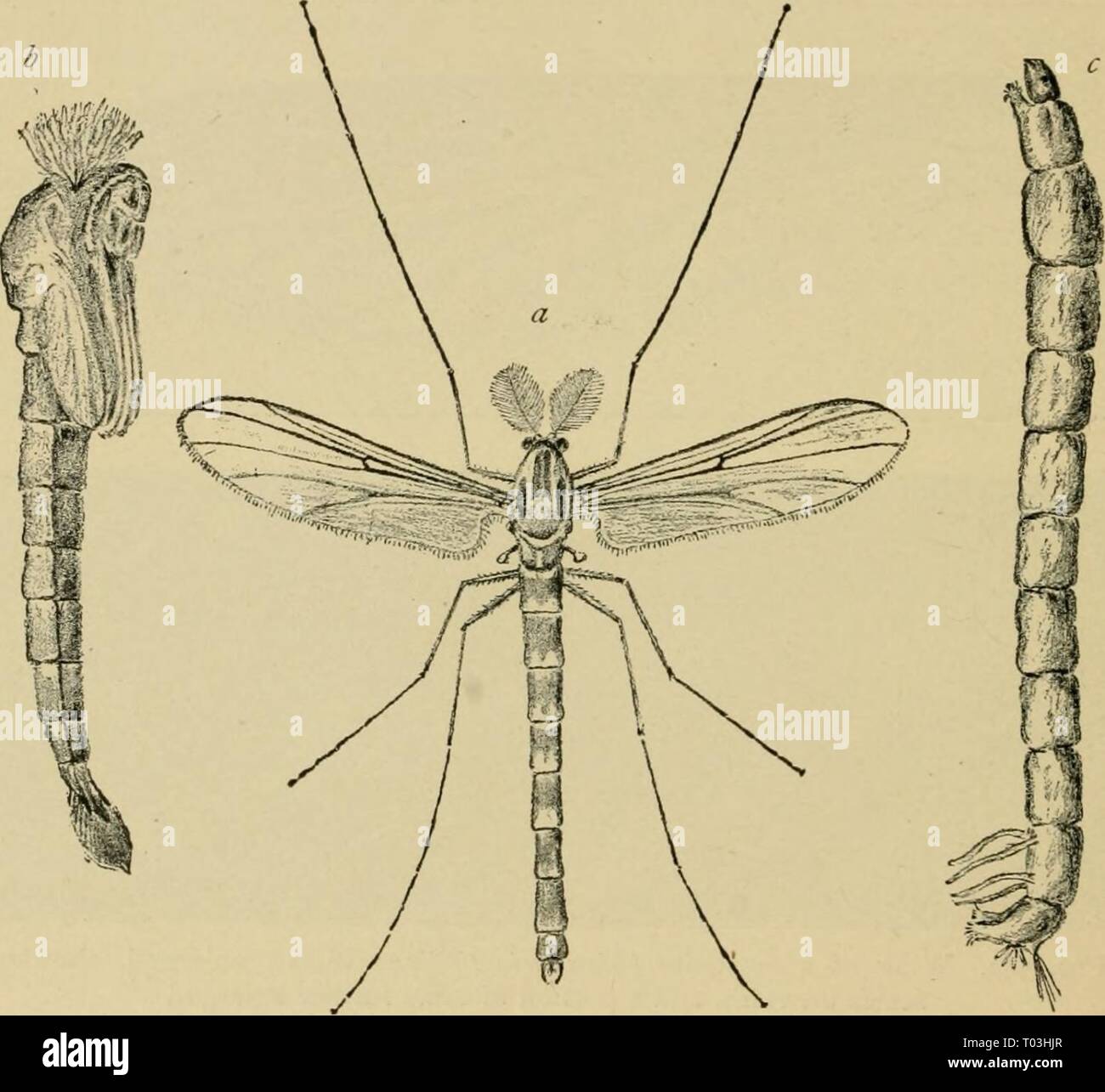 Plumose antennae hi-res stock photography and images - Alamy