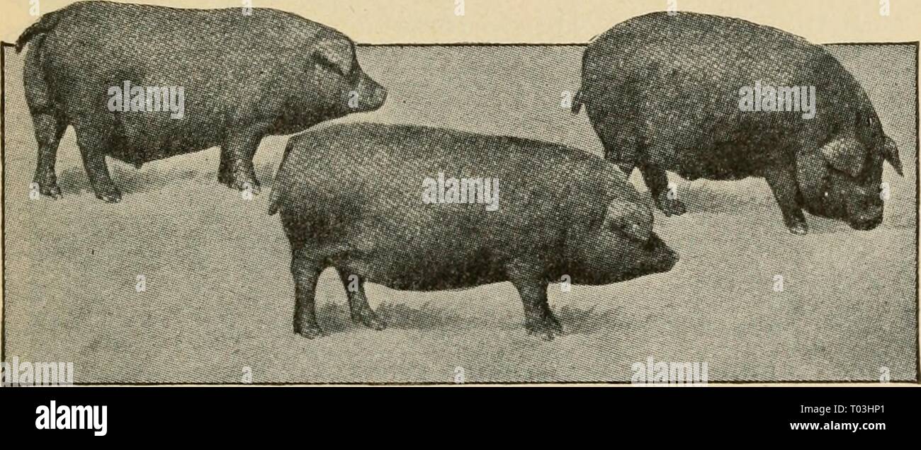 Lean tissue hi-res stock photography and images - Alamy