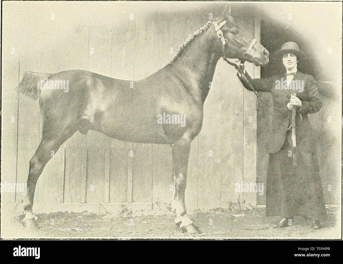 The driving clubs of greater Stock Photo - Alamy