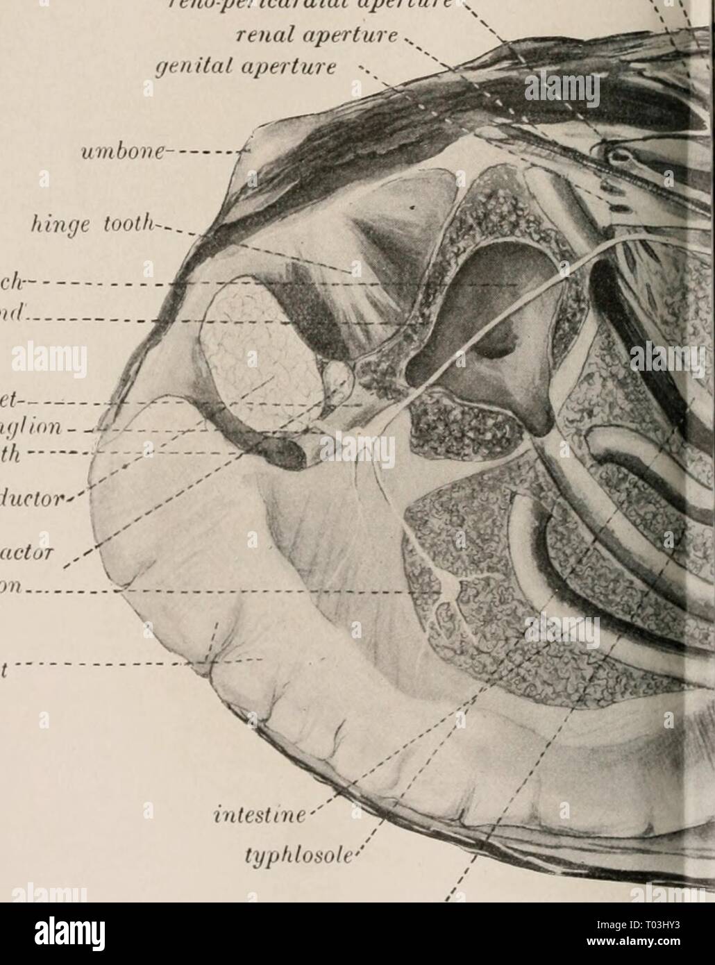 Dissection of the aorta hi-res stock photography and images - Alamy