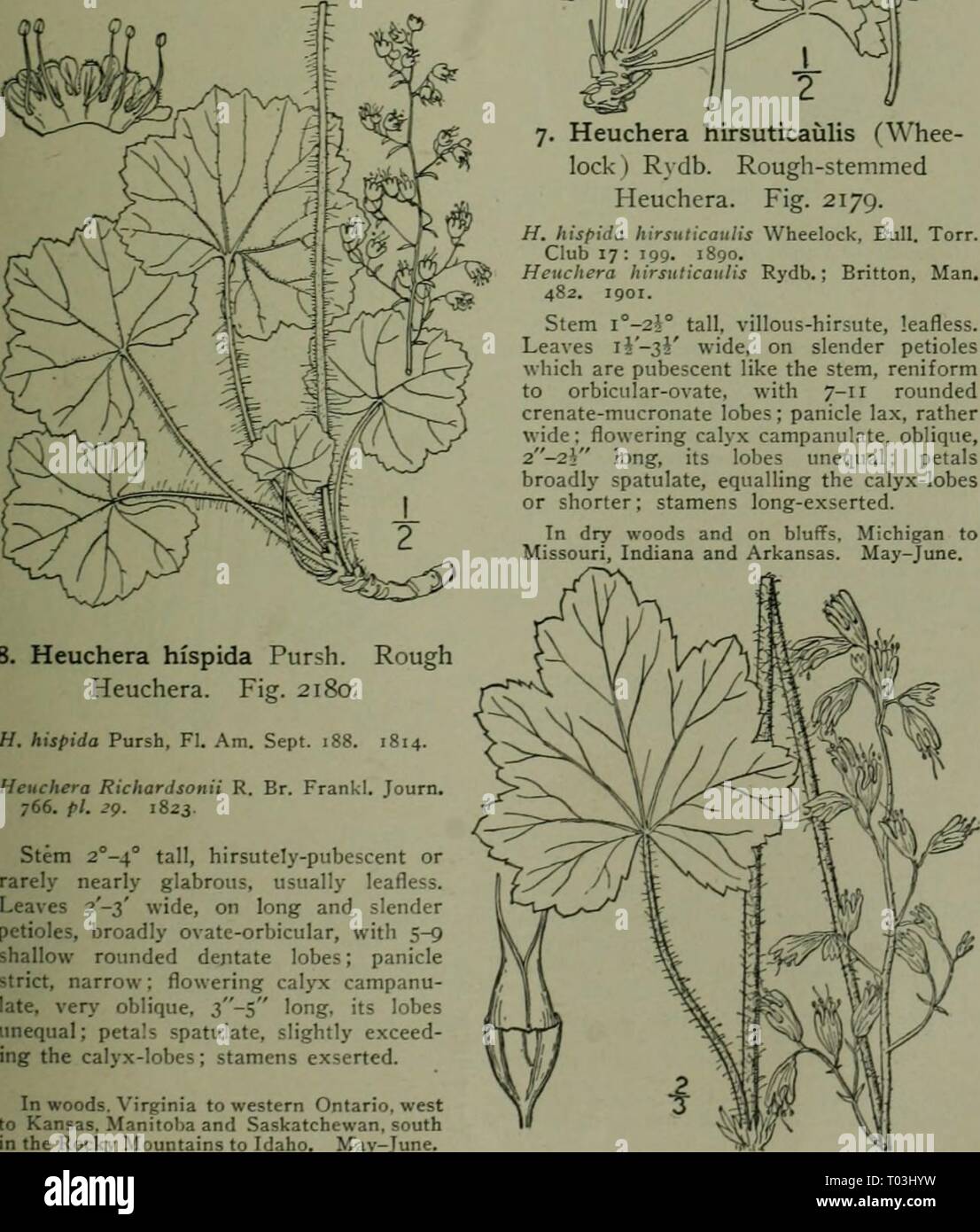 Puberulent hi-res stock photography and images - Alamy