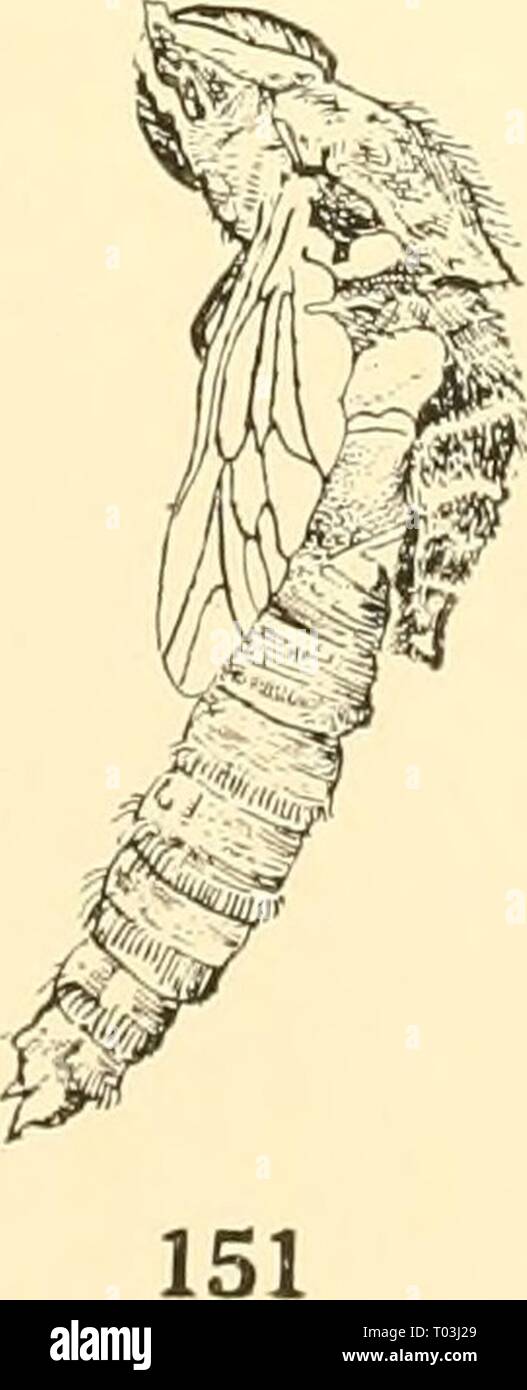 The early stages of Tabanid (horse-flies) by Werner Marchand, PH. D ...