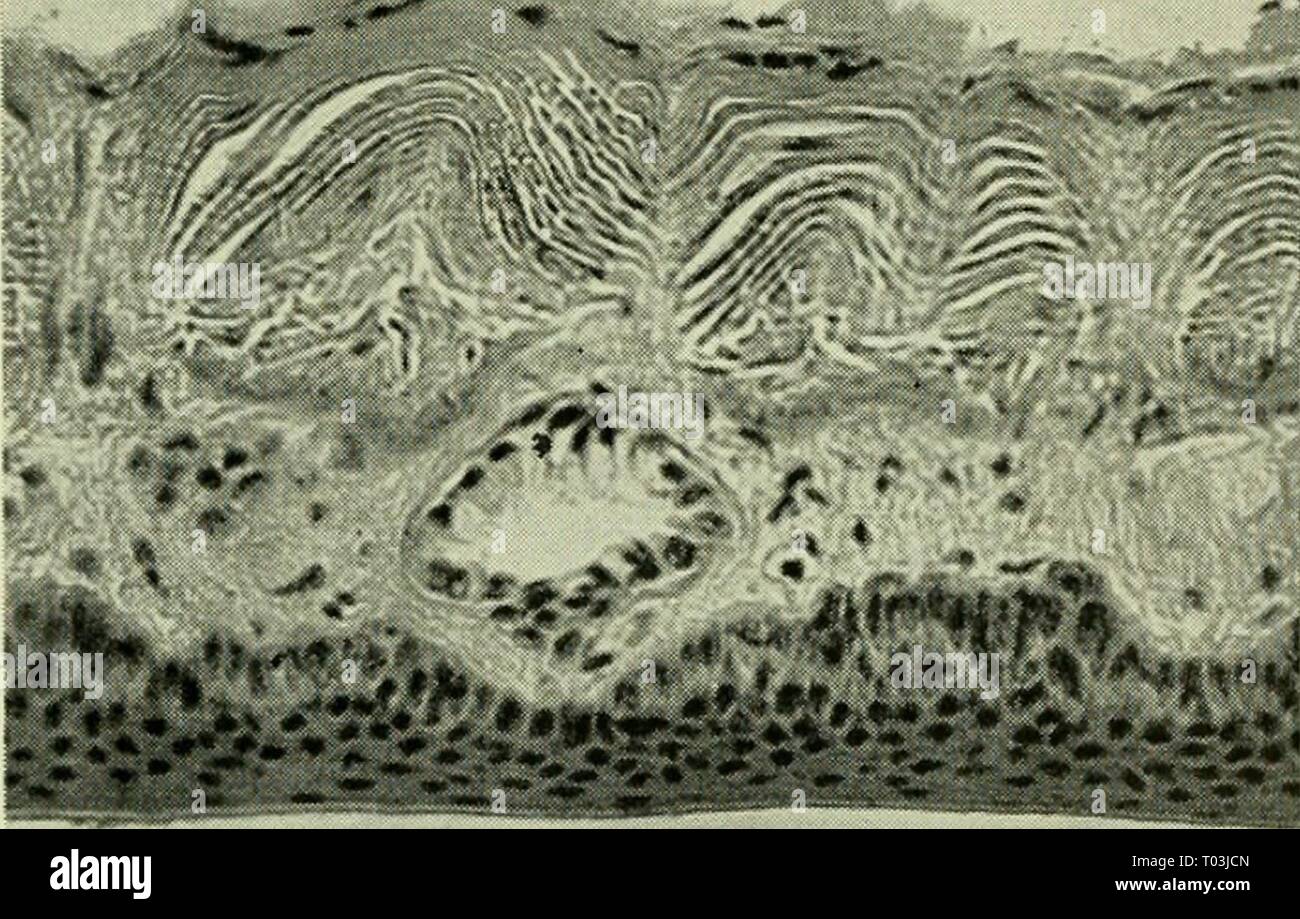 Electrolytes in biological systems, incorporating Stock Photo - Alamy