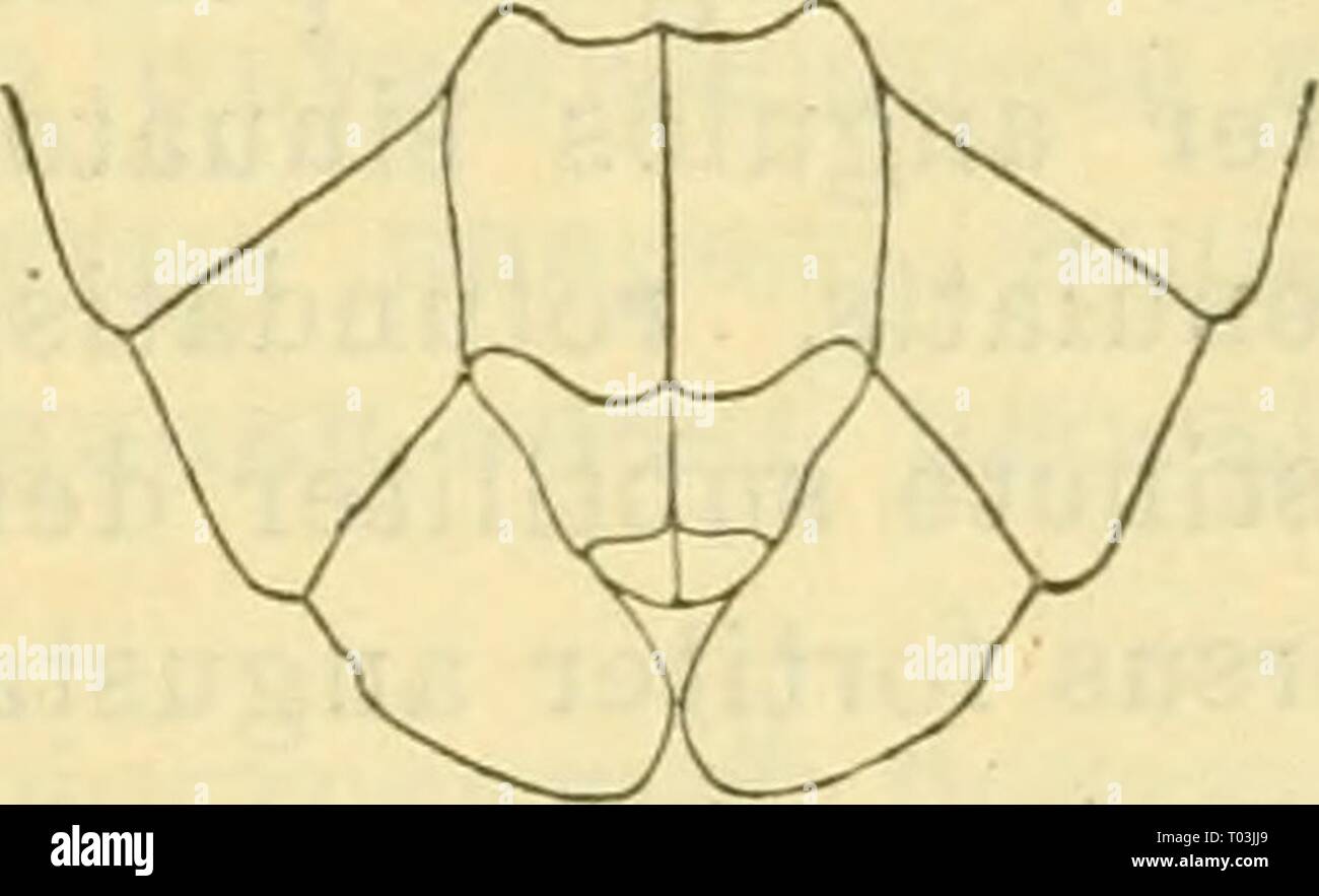 Aradidae hi-res stock photography and images - Alamy