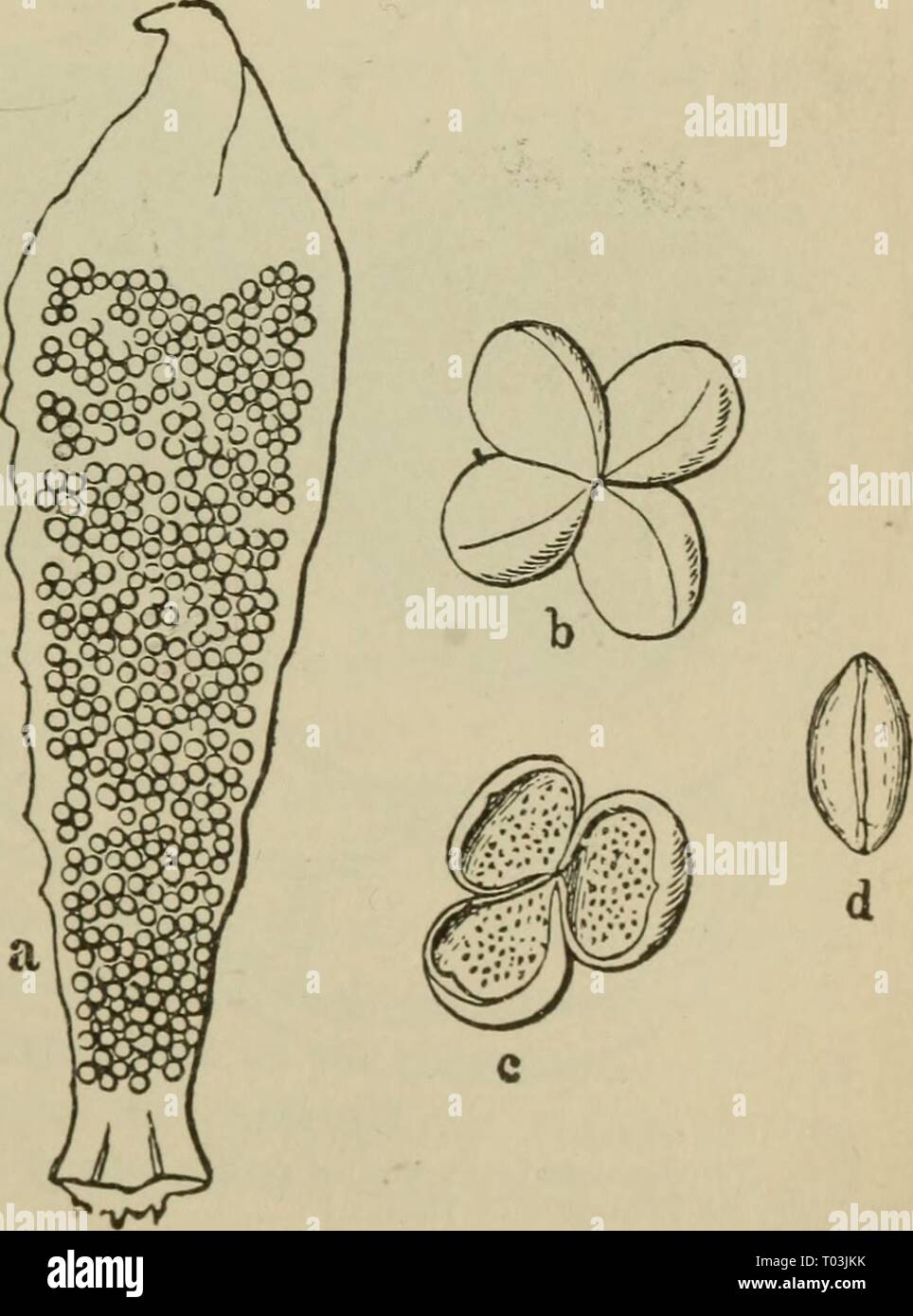 Elementary botany . elementarybotany00atki Year: 1898 Fig. 279 ...