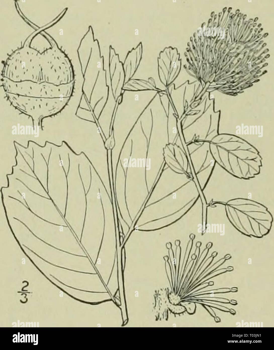 Polygamous family hi-res stock photography and images - Alamy