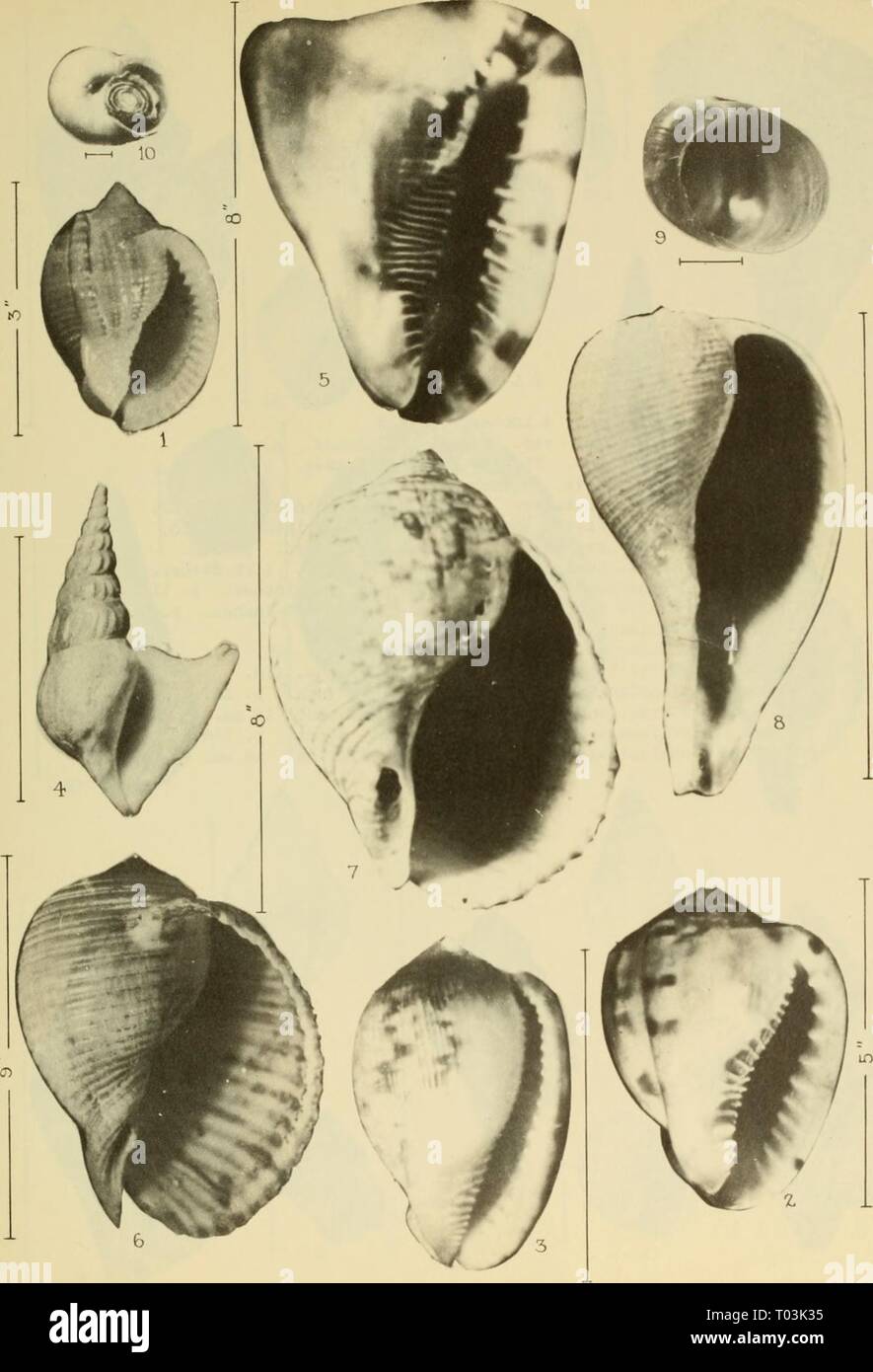 East coast marine shells; descriptions Stock Photo - Alamy