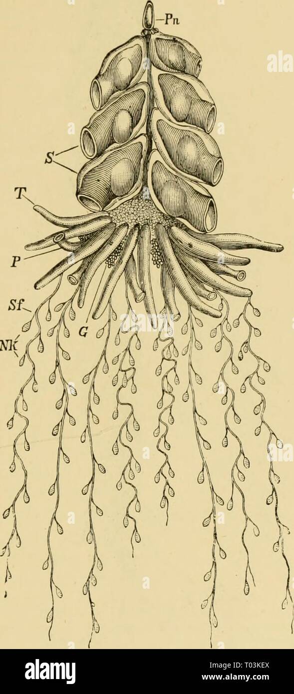 Elementary text-book of zoology, general part and special part ...