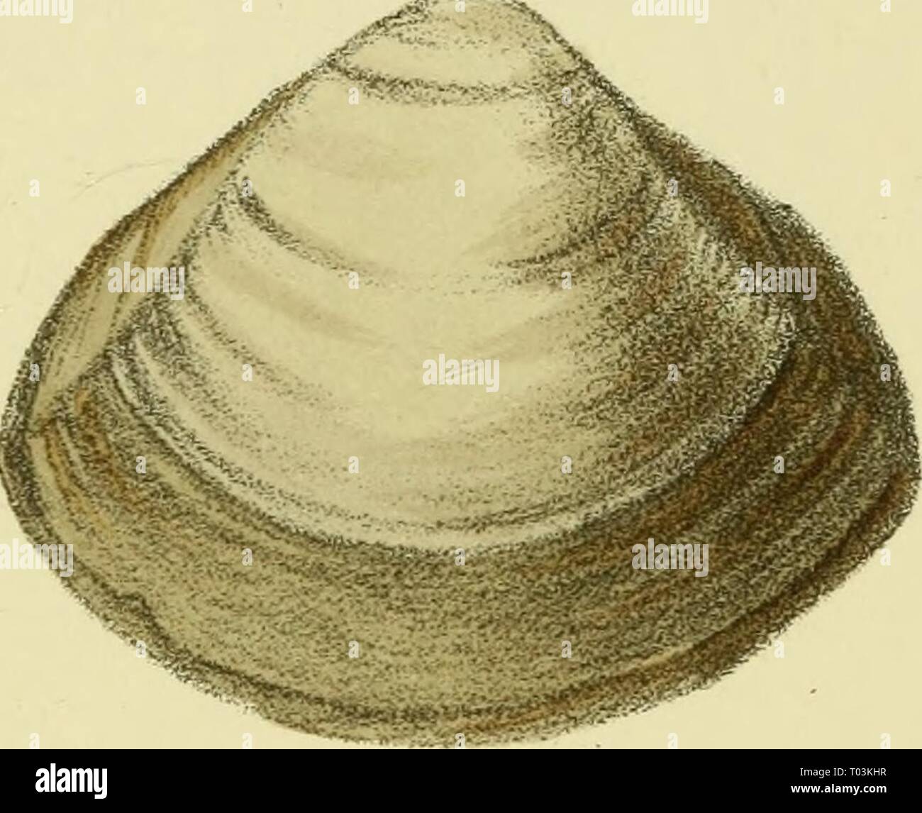 The edible mollusks of Great Britain and Ireland, with recipes for ...