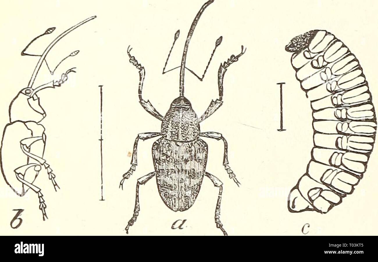 Economic entomology for the farmer.. . economicentomolo00smit 0 Year ...