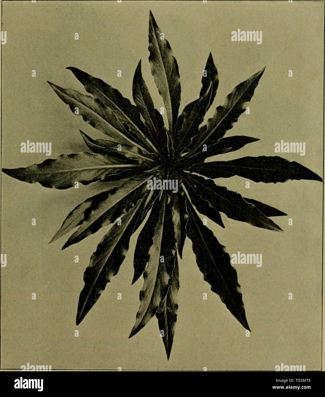 Effects of the rays of radium on plants . effectsofraysofr1908gage Year ...