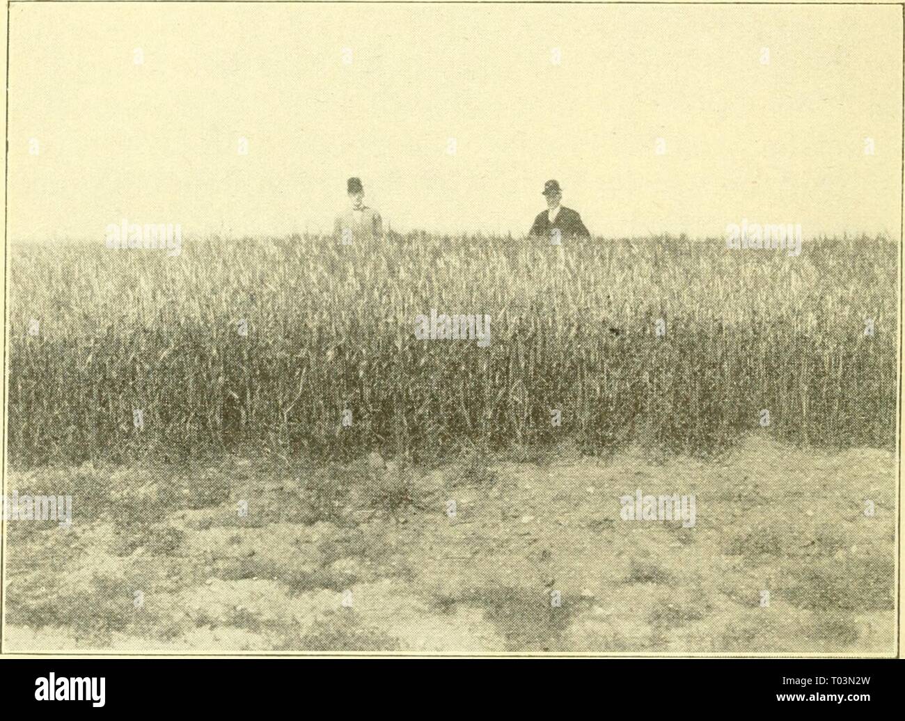 Dry land farming (1911 Stock Photo - Alamy