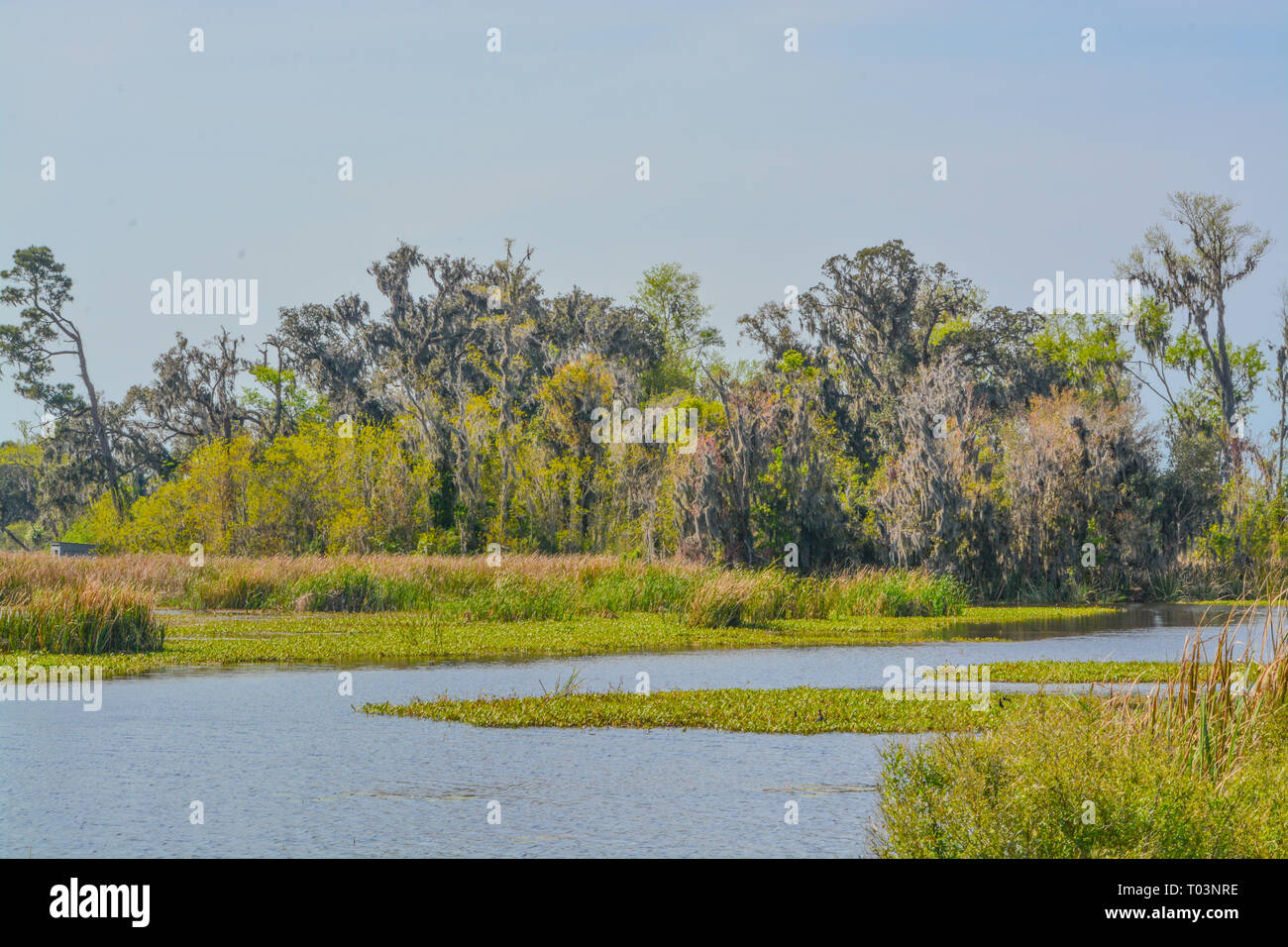 Freshwater Marshes
