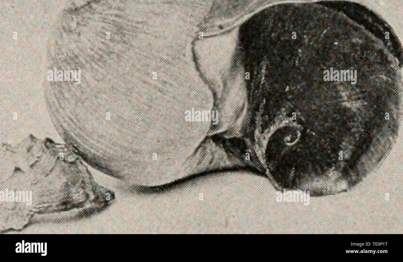 Salivary secretion hi-res stock photography and images - Alamy