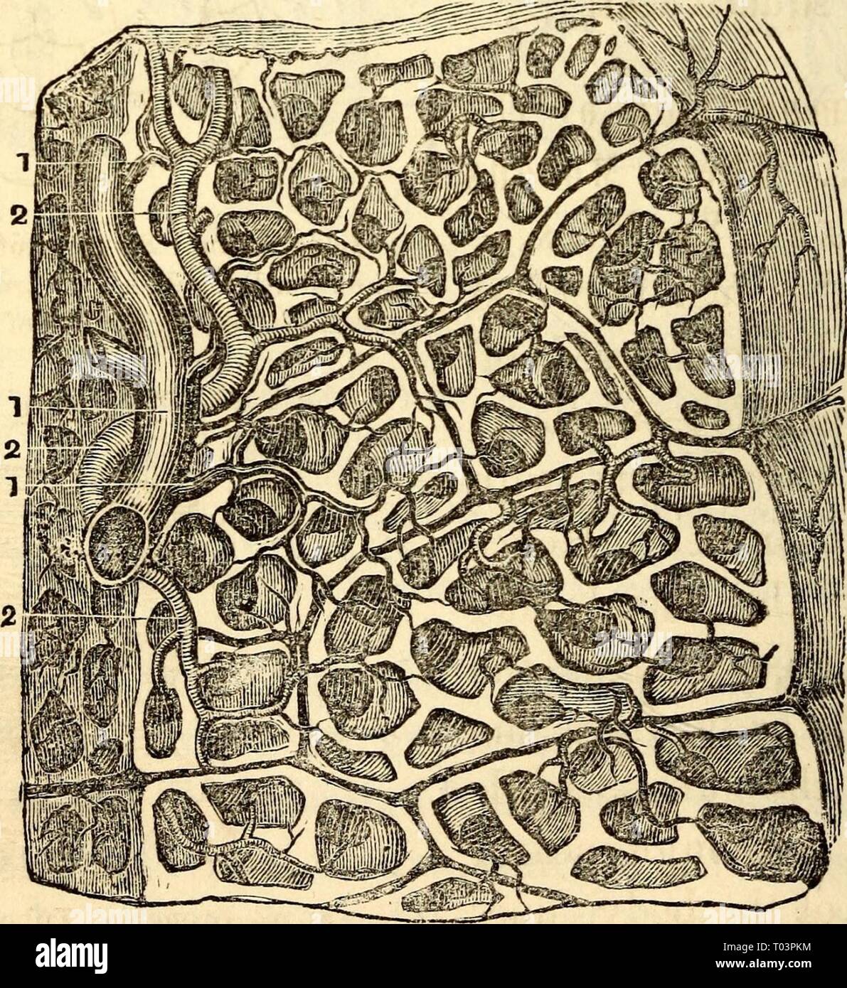 Primary Pulmonary Lobule