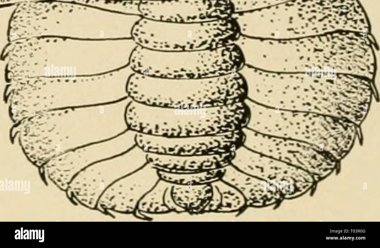 Trilobate hi-res stock photography and images - Alamy