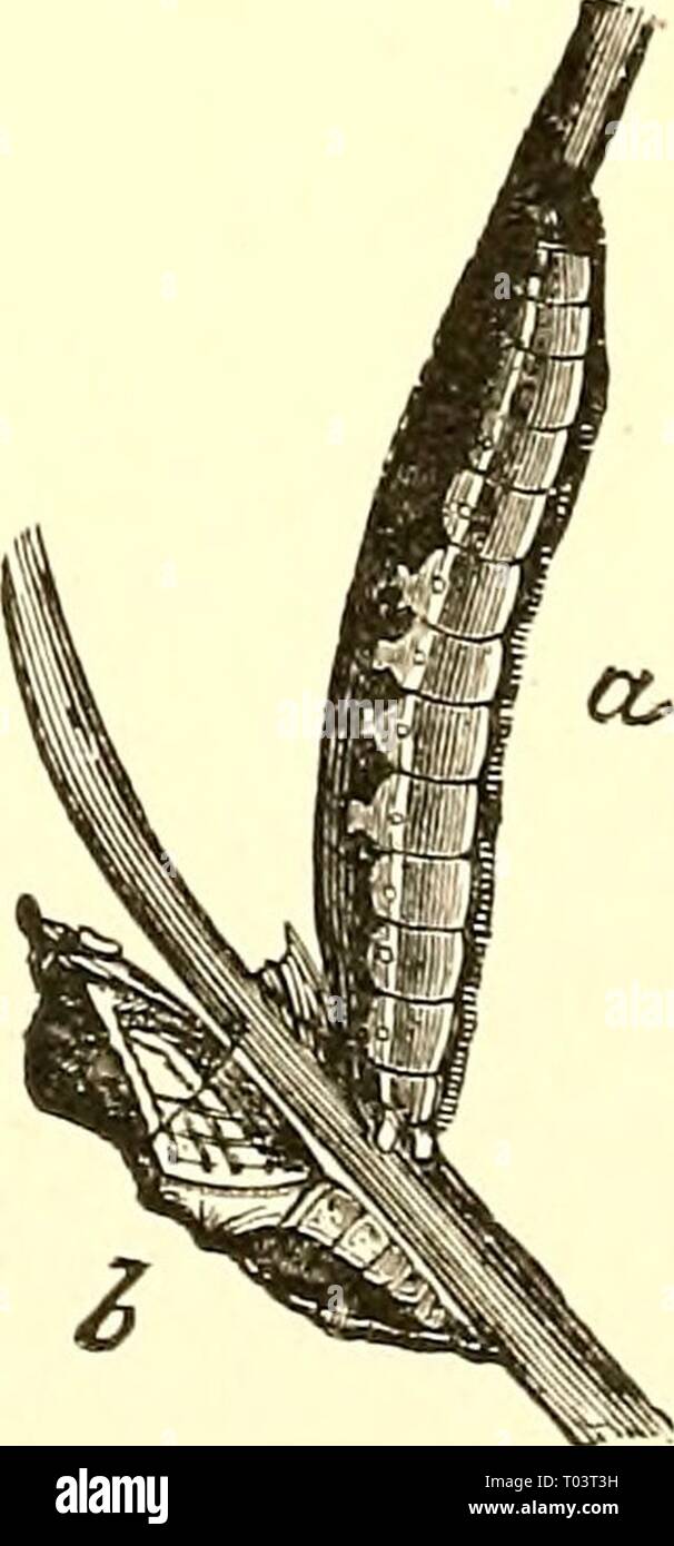 Economic entomology for the farmer and fruit-grower [microform] : and ...
