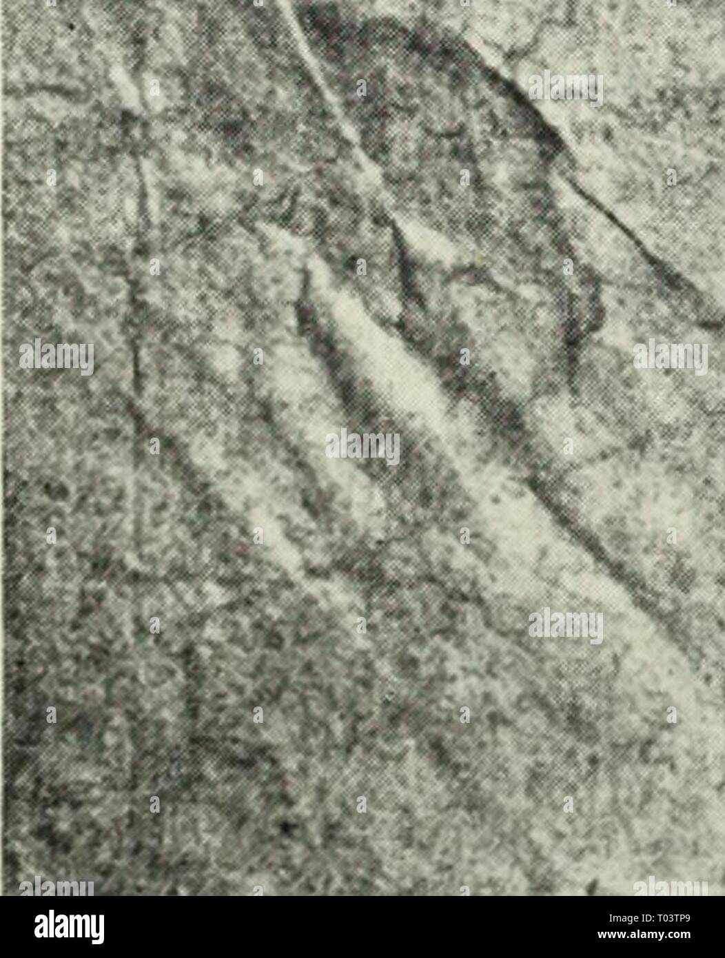 Early British botanists and their Stock Photo - Alamy