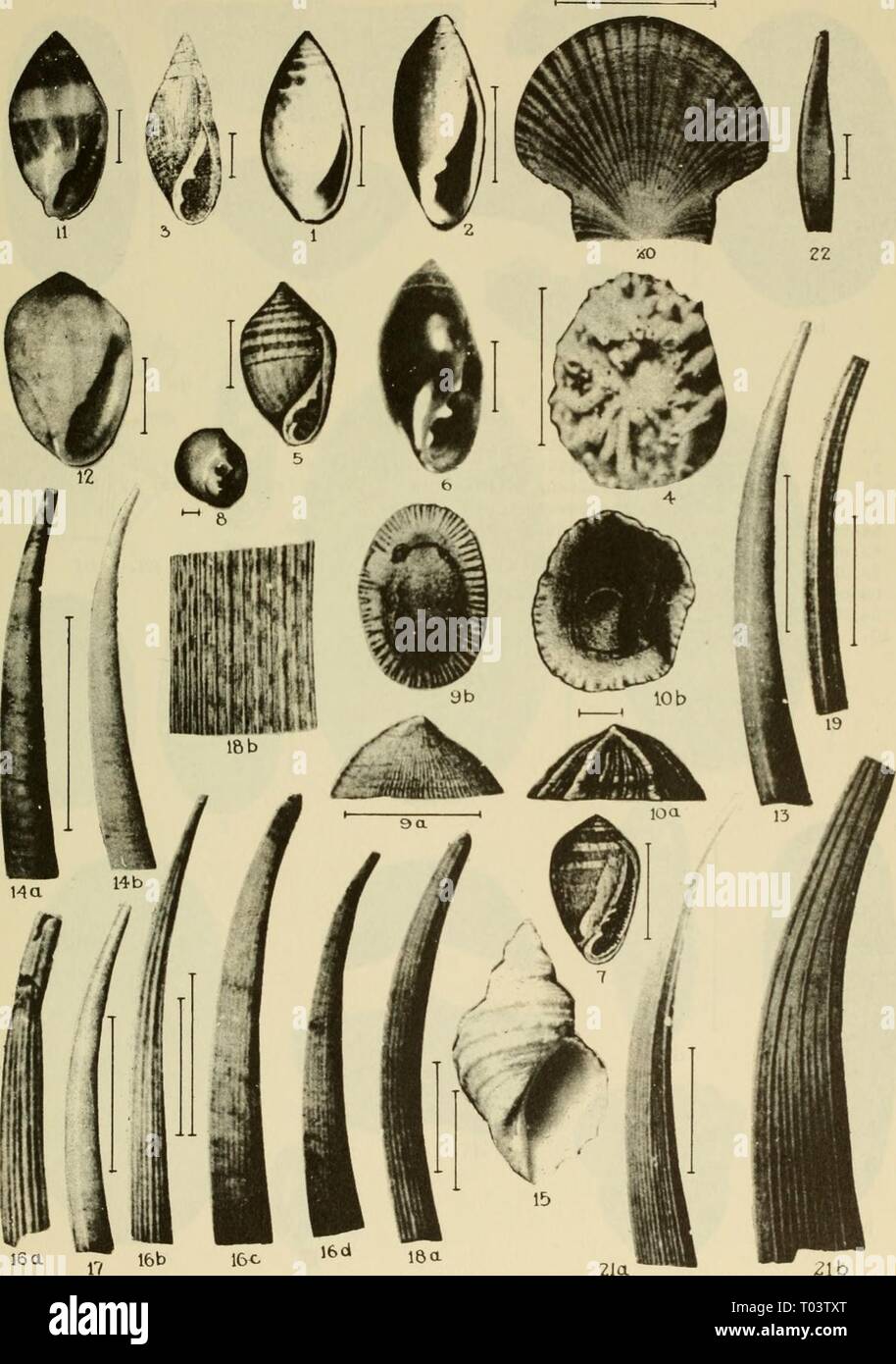 East coast marine shells Stock Photo - Alamy