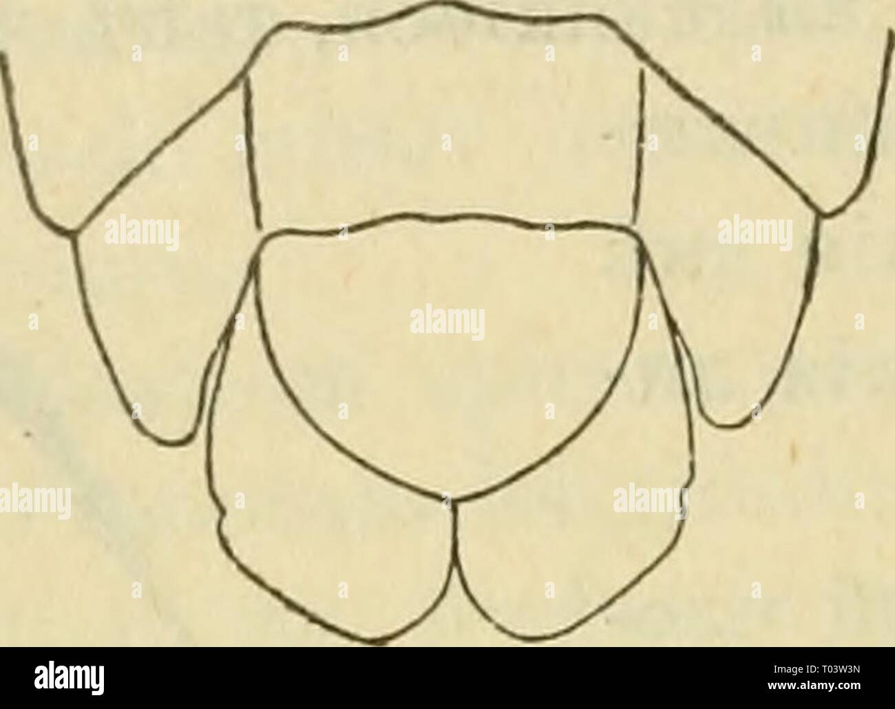 Dysodiidae hi-res stock photography and images - Alamy